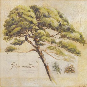 ART-STYLE Obrázek 30x30, borovice přímořská, rám bílý s patinou