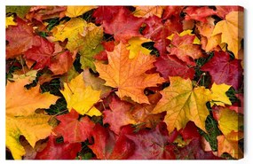 Obraz Javorové Listy V Podzimních Barvách Nedostatek Nedostatek Plátno Canvas 100x70