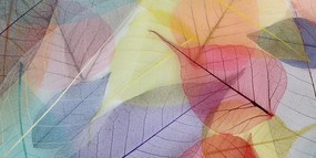 Obraz žilky na barevných listech Varianta: 120x60