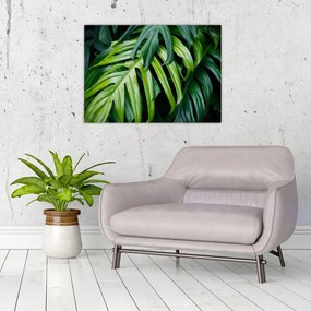Skleněný obraz - Tropické listy (70x50 cm)
