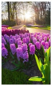 DIMEX | Vliesová fototapeta na zeď Květiny hyacintu MS-2-0068  | 150 x 250 cm | fialová, zelená, vícebarevná