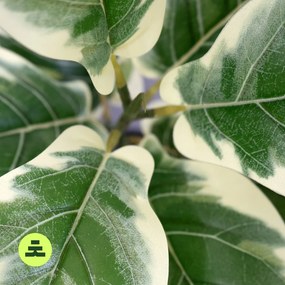 Umělý Ficus Lyrata 150 cm