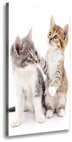 Wallmuralia Vertikální Foto obraz na plátně Dvě malé koťata 50x100