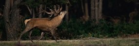 Obraz majestátní jelen - 150x50 cm
