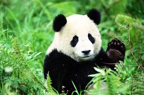 Umělecká fotografie Giant Panda (Ailuropoda melanoleuca), John Giustina, (40 x 26.7 cm)