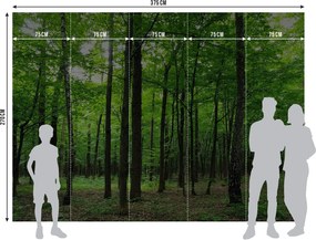 Fototapeta na zed' Listnatý Les | 360 x 254 cm | DFTS1324