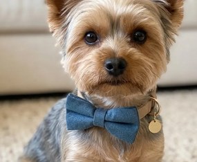 Pet Amour Motýlek na obojek pro psy tmavě modrý Velikost: S