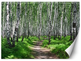 Fototapeta, Březový les Příroda Rostliny - 300x210 cm