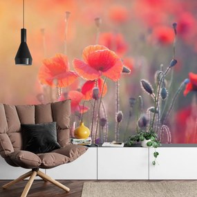 Fototapeta Poppy Field Hladký vinyl 135x90