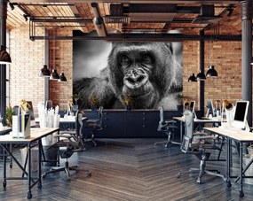 Malvis ® Tapeta Černobílá gorila Vel. (šířka x výška): 504 x 310 cm