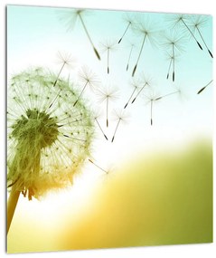 Obraz - Pampeliška ve větru (30x30 cm)
