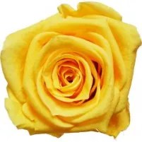 Hlavy růží - premium 4 ks Yellow - žlutá