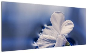 Obraz bílého květu ve vodě (100x40cm)