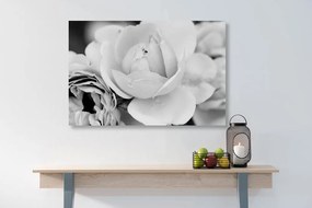 Obraz plný růží v černobílém provedení Varianta: 120x80