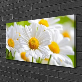 Obraz na plátně Sedmikrásky Rostlina Příroda 120x60 cm