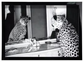 Obraz Cheetah - Zrcadlo Kler Accessories