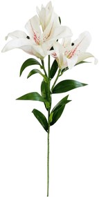 Lilie bílá, 86 cm