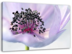 Obraz na plátně Fialová květina Příroda Makro - 60x40 cm