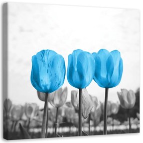 Obraz na plátně Květiny Tulipány Příroda Modrá - 50x50 cm