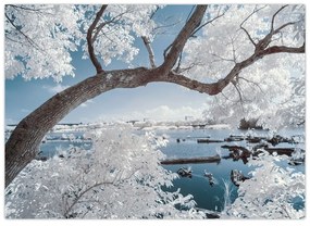 Skleněný obraz zasněženého stromu u vody (70x50 cm)