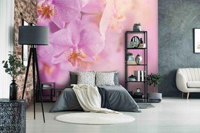 Malvis ® Tapeta Orchidej něžná Vel. (šířka x výška): 216 x 140 cm