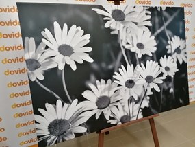 Obraz sedmikrásky na zahradě v černobílém provedení - 120x80 cm