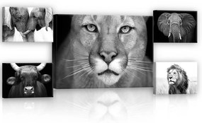 Postershop Obraz na plátně: Černobílý lev - set 1ks 70x50 cm a 4ks 32,4x22,8 cm