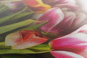 Obraz kytice barevných tulipánů Varianta: 100x50
