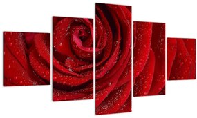 Obraz - detail růže (125x70 cm)