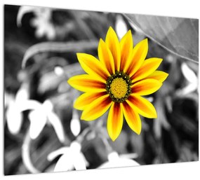 Obraz žluté květiny (70x50 cm)