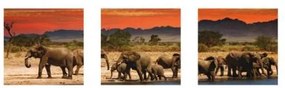 Trio - sloni u vody - 35 x 100 cm