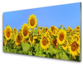Obraz na skle Slunečnice Květ Rostlina 100x50 cm