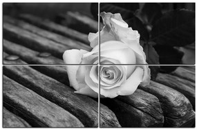 Obraz na plátně - Bílá růže na lavici  1224QE (90x60 cm)