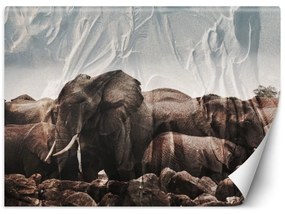 Fototapeta, Slon Afrika Zvířecí příroda - 200x140 cm