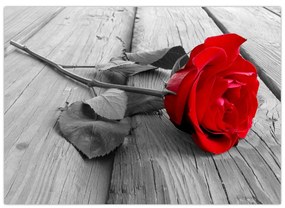 Obraz rudé růže (70x50 cm)