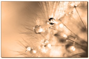 Obraz na plátně - Dandelion z kapkami rosy 1262FA (60x40 cm)