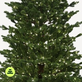 Smrk Natura 100 % 550 LED 150 cm