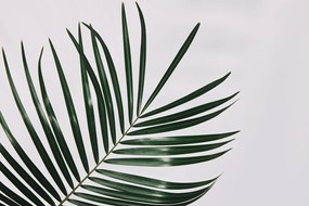 Obraz nádherný palmový list Varianta: 90x60