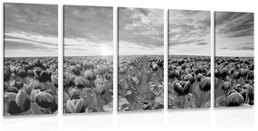 5-dílný obraz východ slunce nad loukou s tulipány v černobílém provedení - 200x100 cm