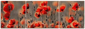 Obraz na plátně - Krásné divoké máky - panoráma 597FC (120x40 cm)