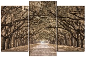 Obraz na plátně - Historické dubové stromy lemované polní cestou 1239FC (135x90 cm)