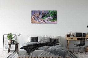 Obrazy na plátně Tiger v zoo 140x70 cm