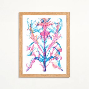 Filip Šenkeřík | Hybrid I – Liliantaurea Centaureum Rám: Černý, Velikost: 40 x 30 cm