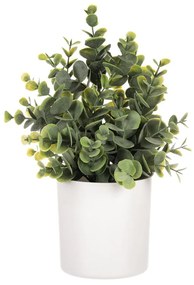 Buxus v obalu, bílý plastový obal SG7331