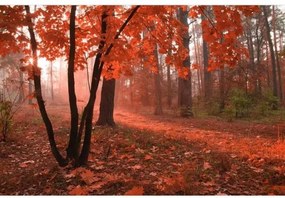 DIMEX | Samolepicí vliesová fototapeta na zeď Les v mlze MA-5-0095 | 375 x 250 cm | zelená, červená, hnědá