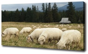 Wallmuralia Foto obraz na plátně Pasící se ovce 100x50
