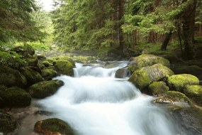 DIMEX | Samolepicí vliesová fototapeta na zeď Tatranský národní park MA-5-3095 | 375 x 250 cm | zelená, bílá