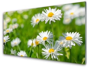 Obraz na skle Sedmikráska Květ Rostlina 100x50 cm