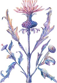 Filip Šenkeřík | Centaurea Rám: Bílý, Velikost: 30 x 20 cm