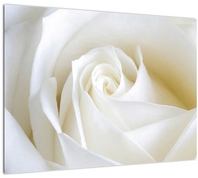 Obraz bílé růže (70x50 cm)